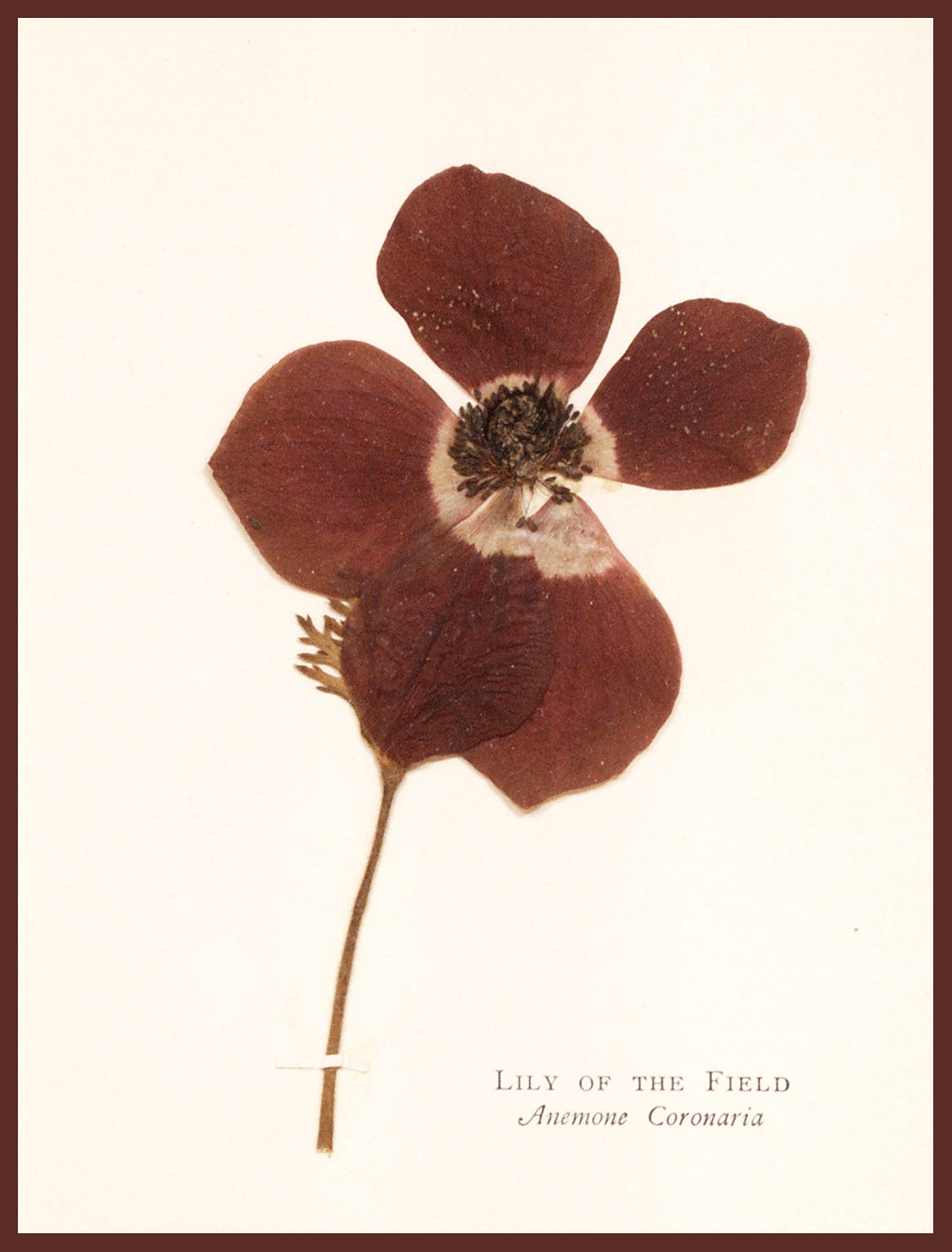 State Library of Massachusetts: Pressed Flowers from the Holy Land