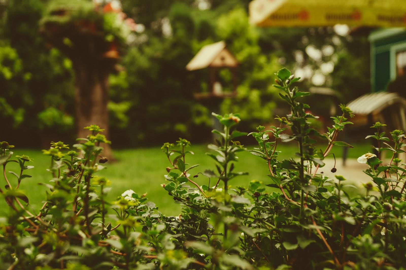 Kitchen And Residential Design Four Tips To Create A Beautifully Accessible Garden For Disabled kitchen-and-residential-design-four-tips-to-create-a-beautifully-accessible-garden-for-disabled
