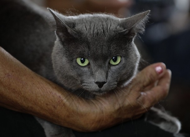 Gaspar, El Lugareño: El gato azul cubano (Fotogalería)