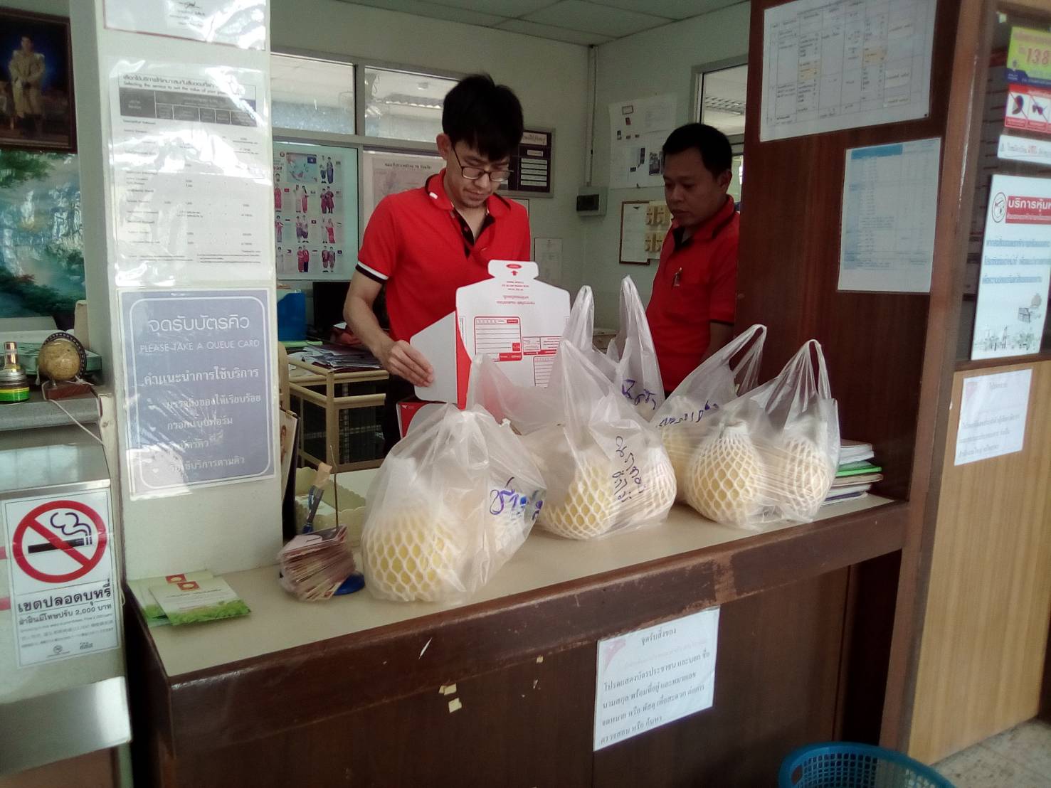 การปลูกเมล่อน Style Oji Meron: การปลูกเมล่อน Style Oji