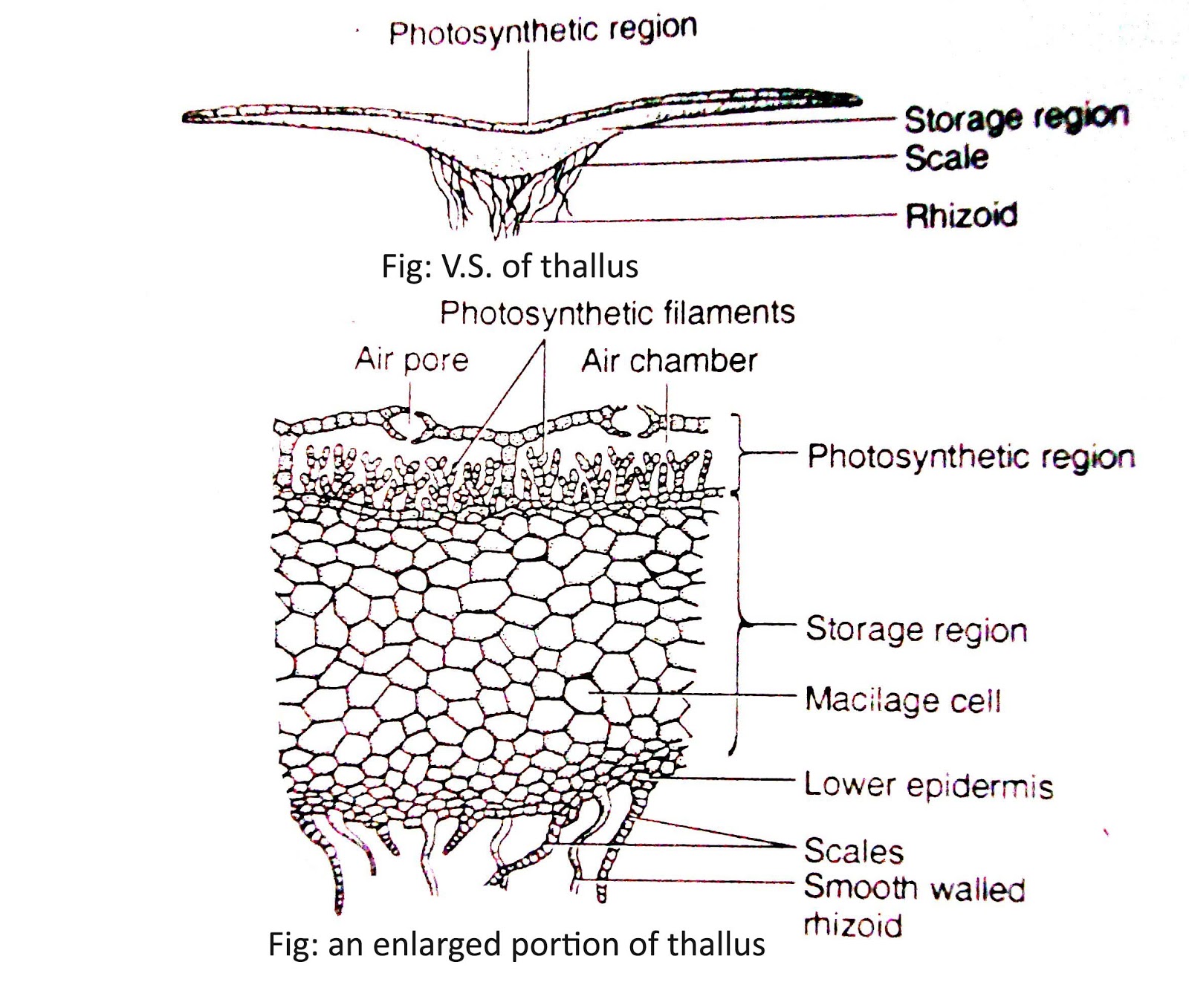 All biology classes: MARCHANTIA INTERNAL STRUCTURE (OR) ANATOMY (OR) T ...