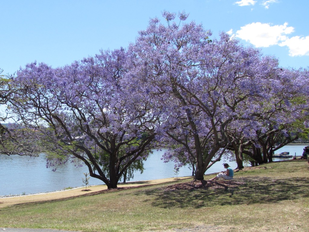 Brisbane Adventures: Jacaranda season
