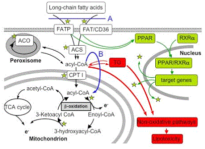 Metabolisme Organisme, Katabolisme, Anabolisme, Siklus Krebs ...