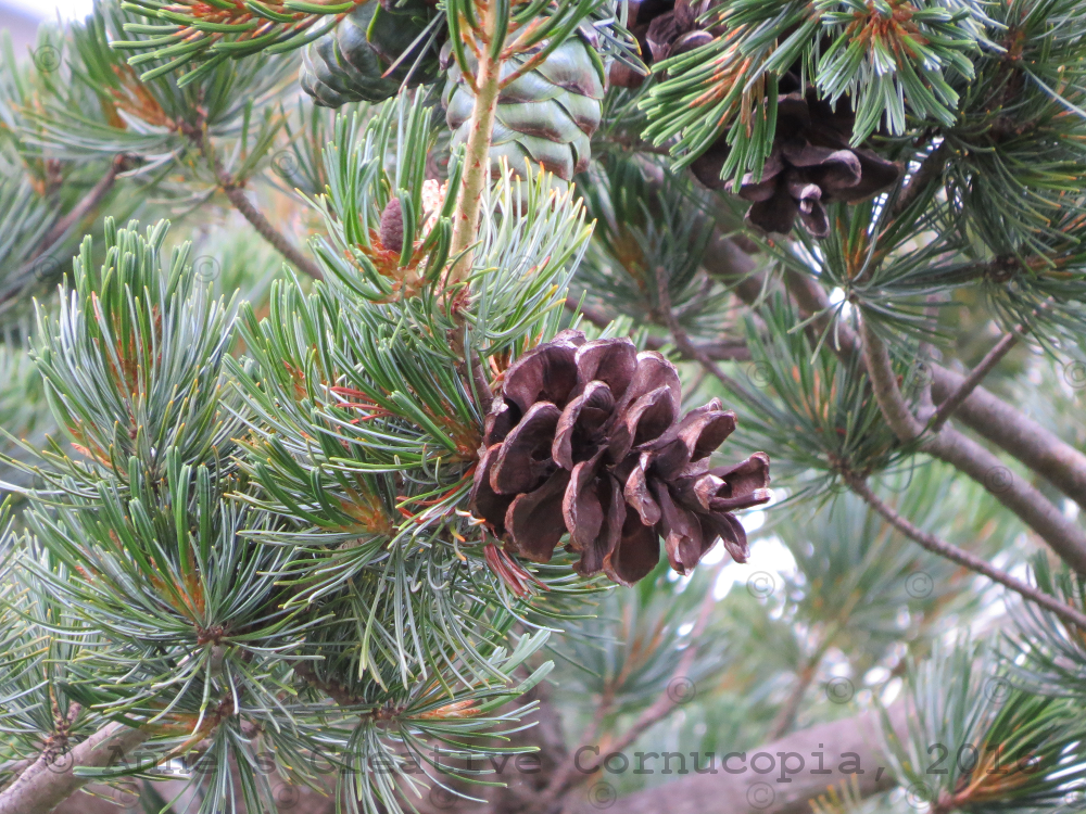 Anne's Creative Cornucopia: Perfect Shaped Pine Cone - Photograph