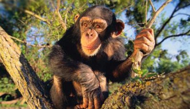 Yuna Yamada Namami: 10 Hewan Terpandai Dunia