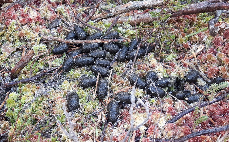 Biodiversity Gatwick: Scottish wild scats