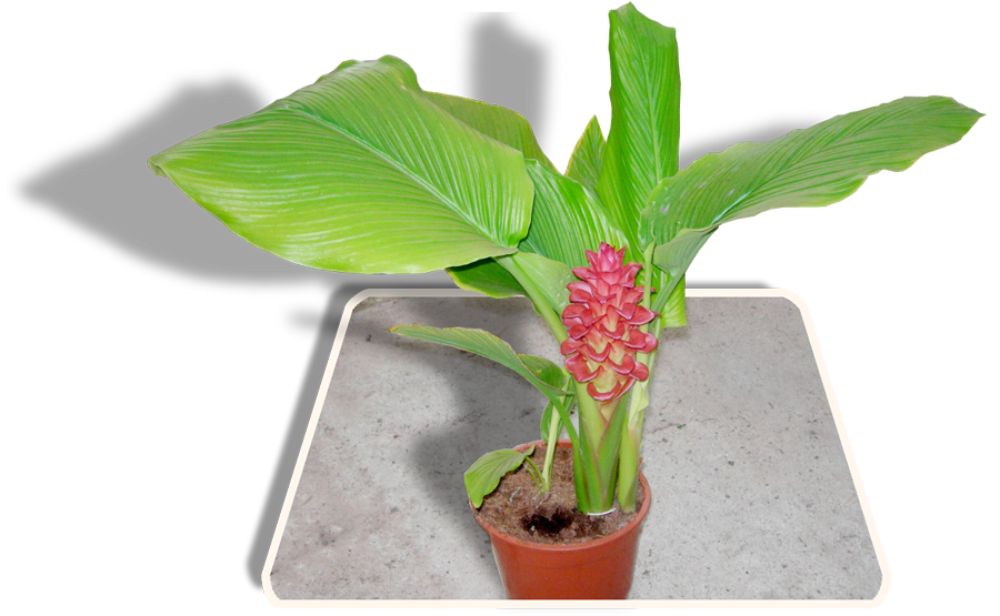 Viveros Vangarden: Curcuma roja