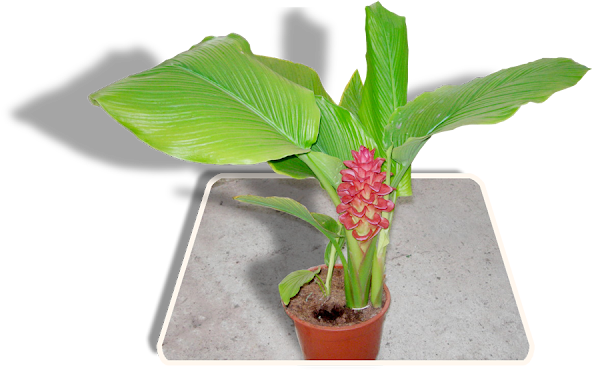 Viveros Vangarden: Curcuma roja