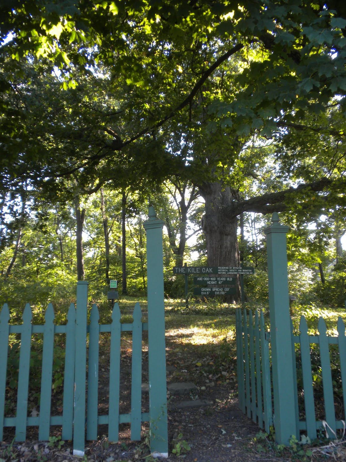 Vintage Irvington: The Kile Oak as Art