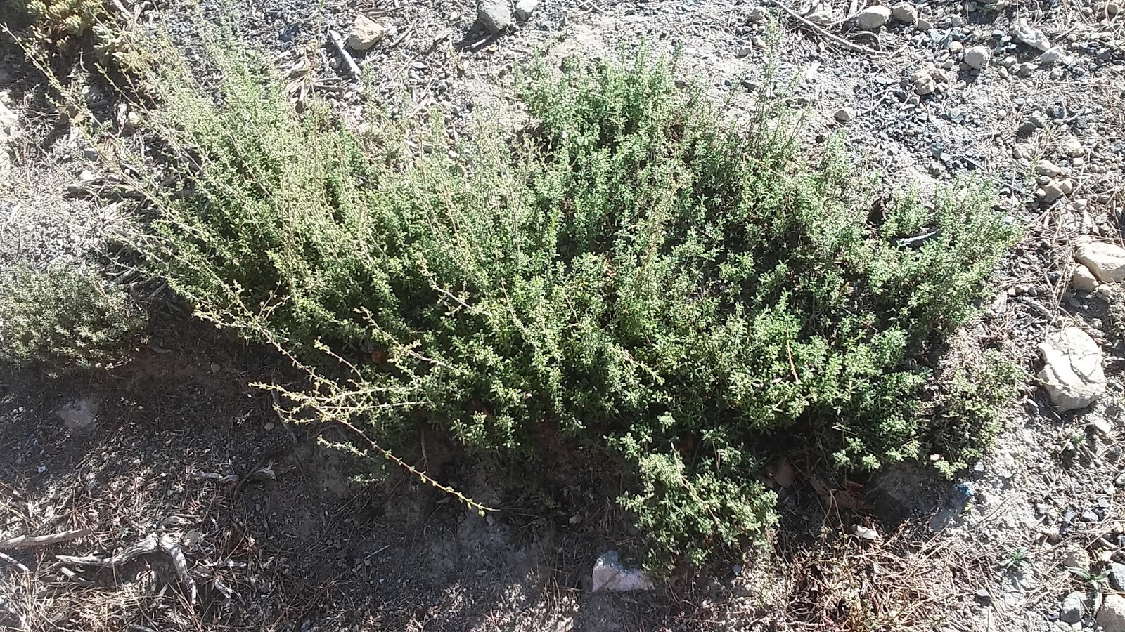 MEDIO NATURAL UN ESPACIO COMPARTIDO: Flora Sierra Mariola