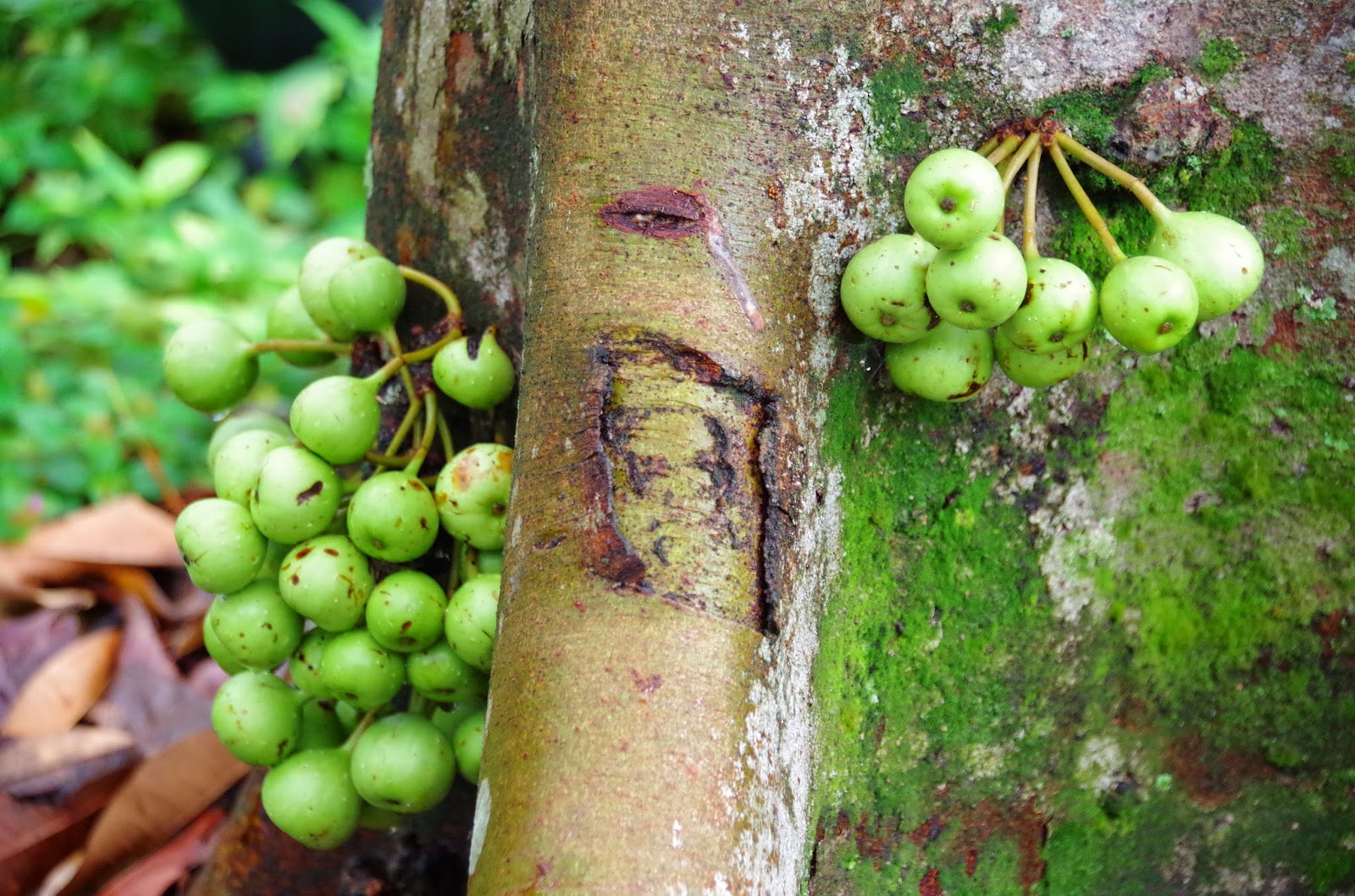 Trees and Plants: Yellow Stem Fig II