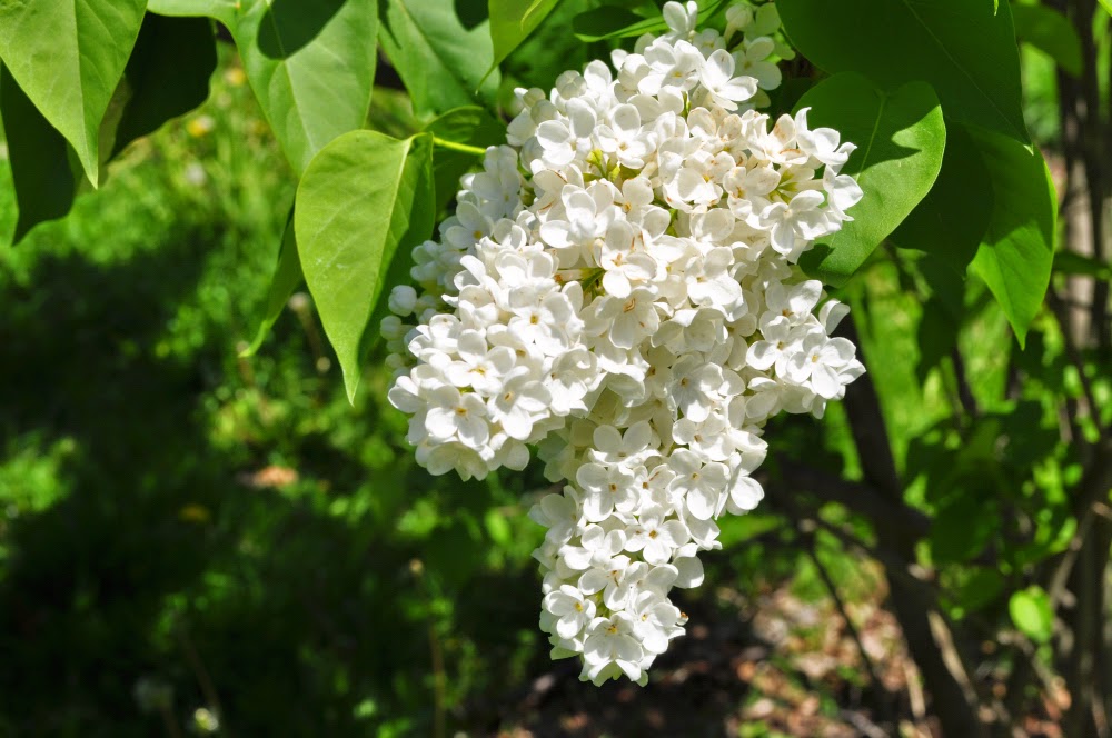 ARTE Y JARDINERÍA : LILAS. Syringa vulgaris
