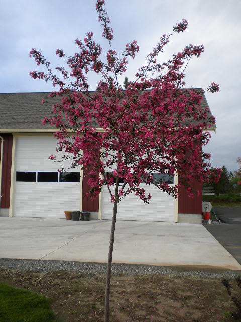 Life at Korthuis Manor: AAA - choo!