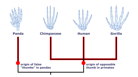 Anthro Aspect: Analogy and Homology Comparison