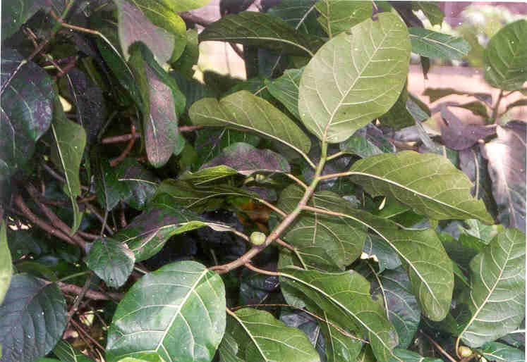 Manfaat dan Khasiat Tanaman Awar Awar bagi Kesehatan Tubuh ~ TANAMAN HERBAL