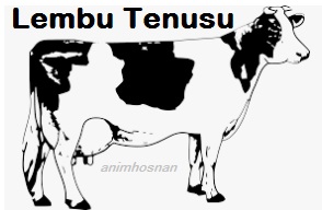 Anim Agro Technology: CABARAN TERNAK LEMBU TENUSU