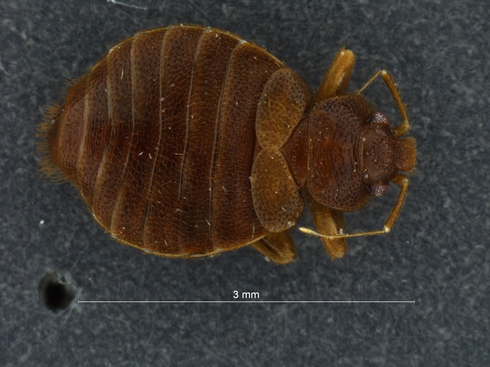 Quaoar Power Zoo: Bedbug (Cimicidae) - Sulawesi