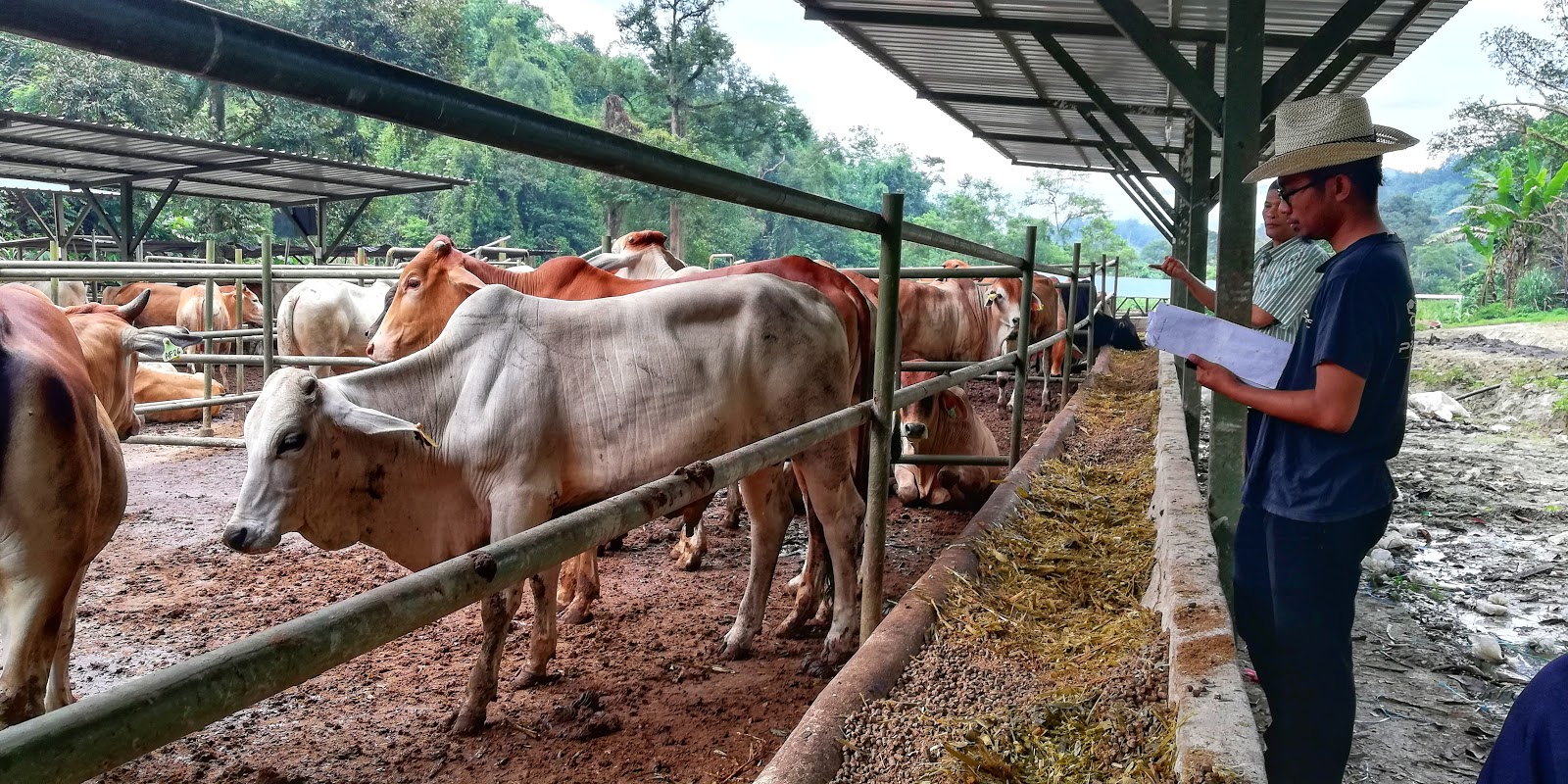 Lensa Pijut: Sumbangan Lembu Qurban dari JAIS :: 1439H Tahun 2018