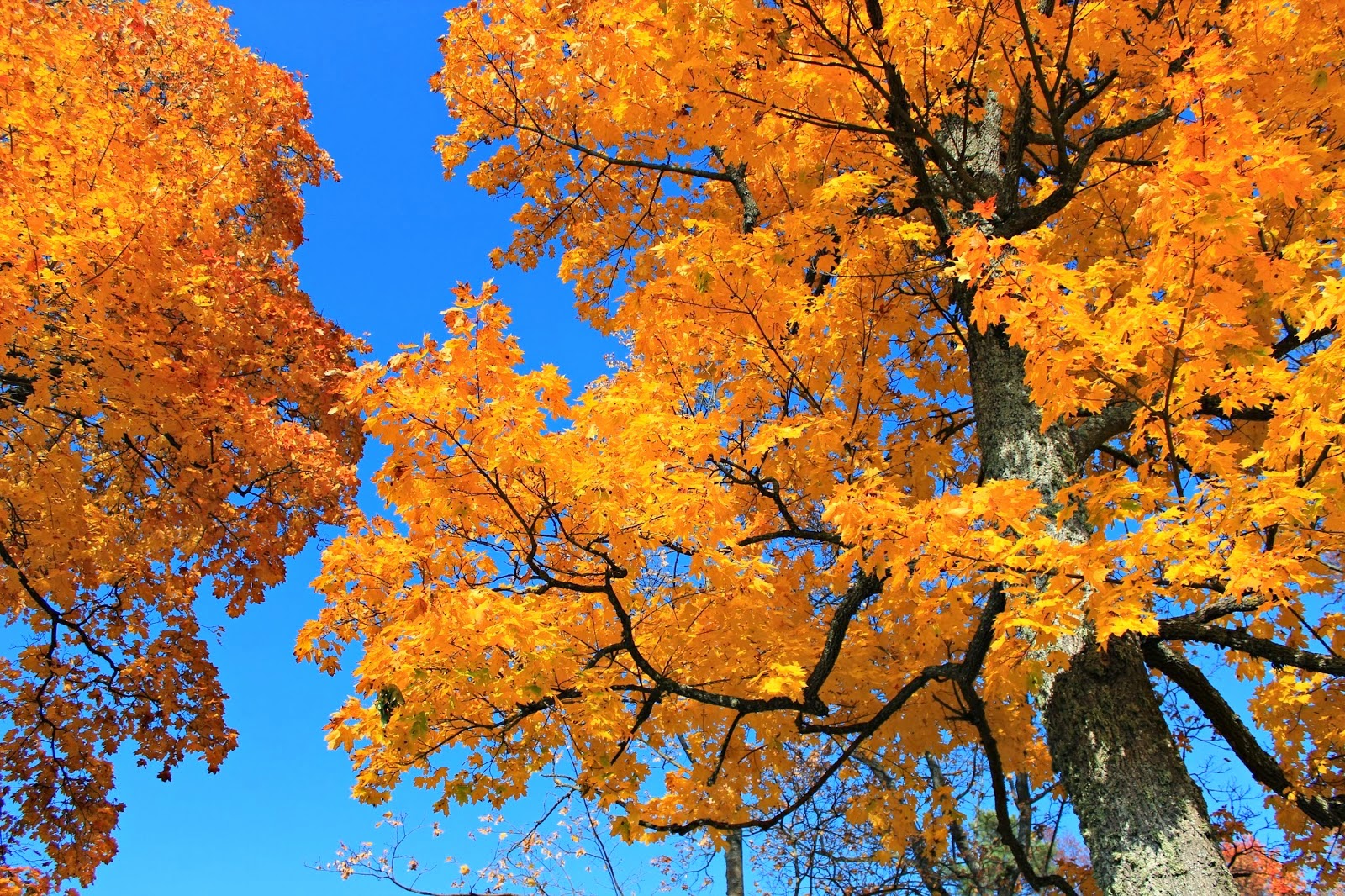 Pasaulis per objektyvą: Auksinis ruduo...