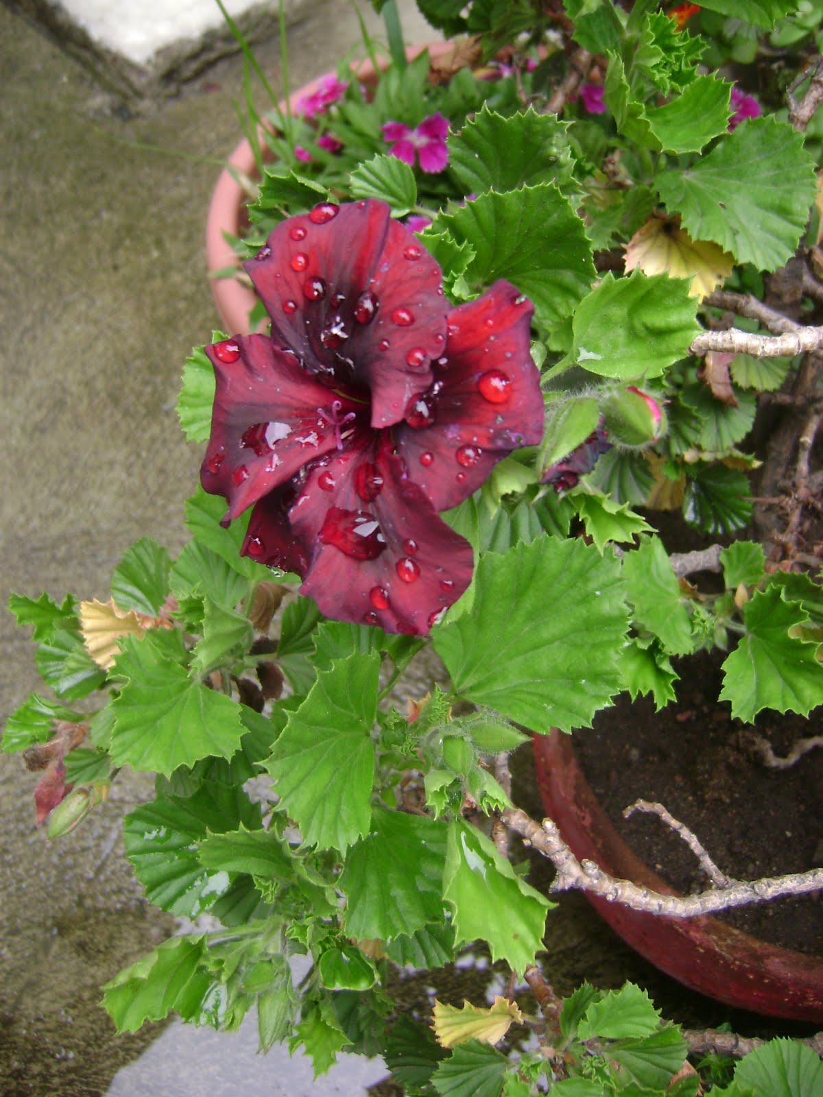 DE APROAPE..........DE CERCA......: MUSCATELE MELE....MIS GERANIOS