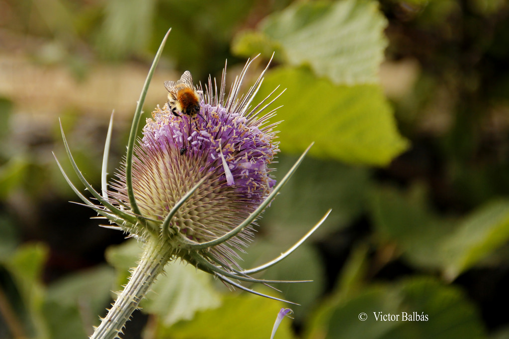 Terranova (Revista de Cultura, Crítica y Curiosidades) : Abrojos Por ...