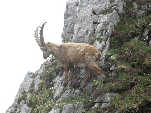 Los superlibros de 3º y 4º: El bucardo