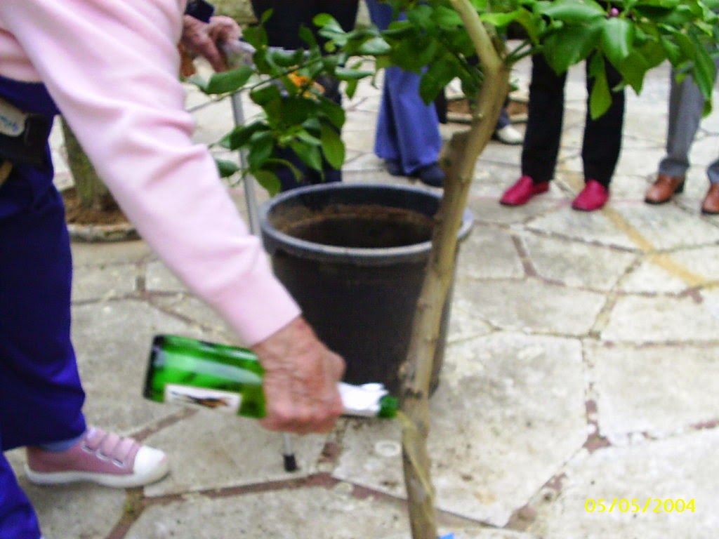 The Lemon Tree Group