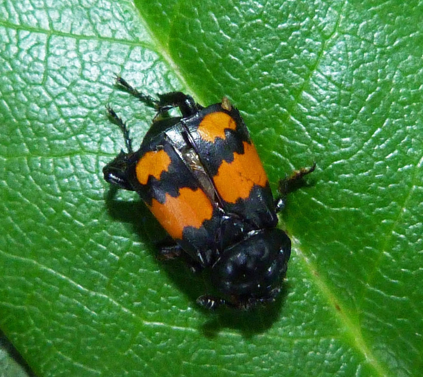 Insects of Scotland: Other Beetles