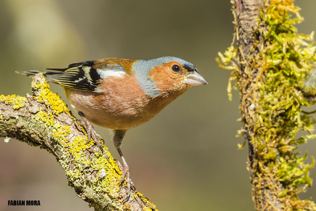 FOTO DE NATURALEZA FABIAN - MORA: PINZON VULGAR (Fringilla coelebs)