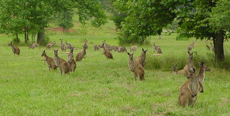 Just Kangaroos: Habitat