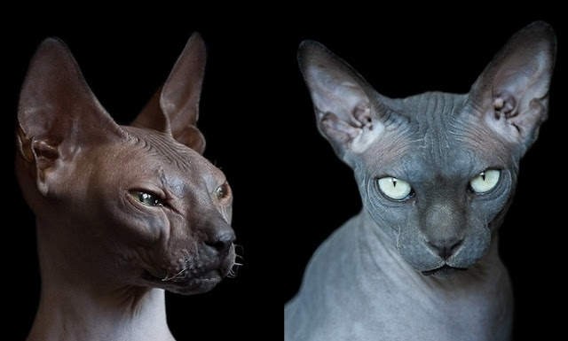 White Wolf : Unique beauty of furless Sphynx cats are captured in ...