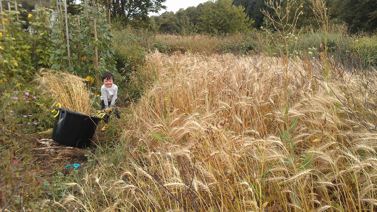 Ben's Digital Workshop: Growing wheat in a Washington garden.