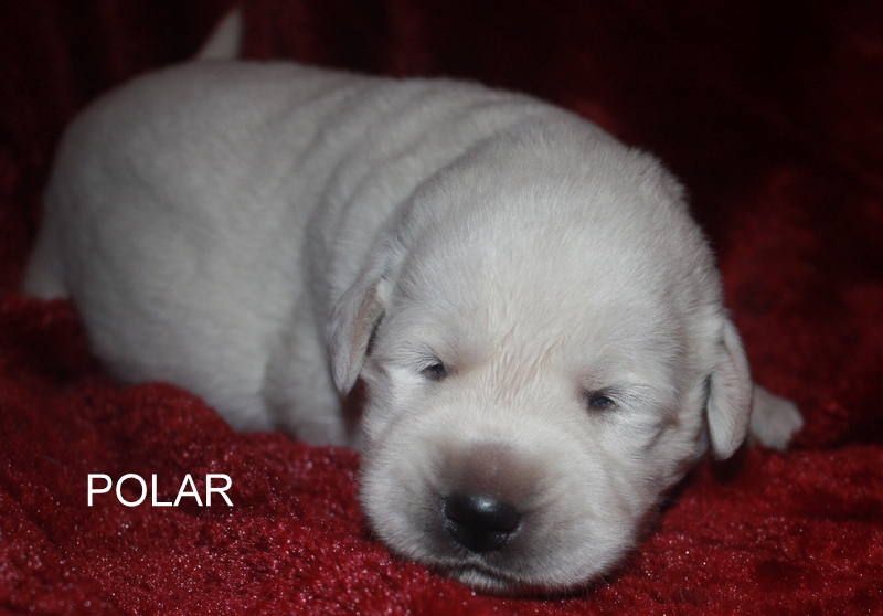 Maplewood Labradors: First Baby Pictures and Proud Parents - White Lab ...