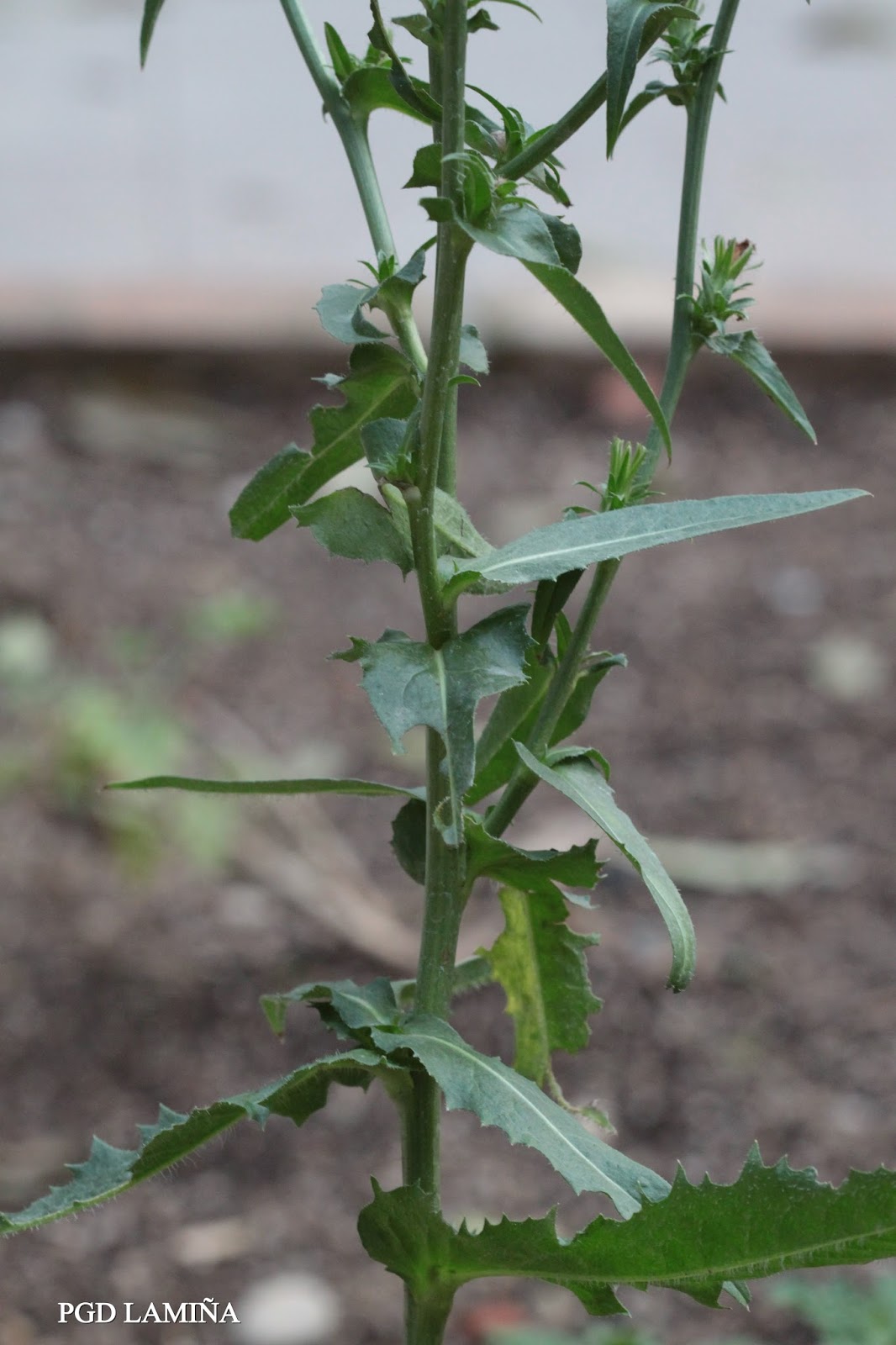 CICHORIUM INTYBUS. achicoria.