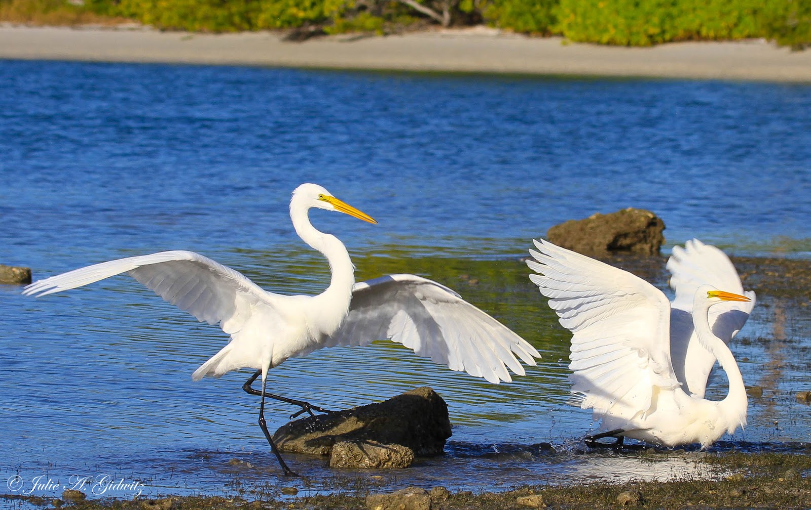 Birding Is Fun!: Flurry of Feathers