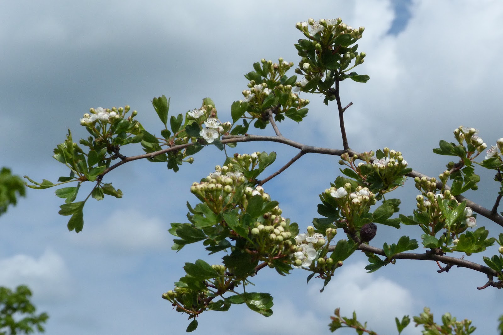 CityBirding: Ryton Willows