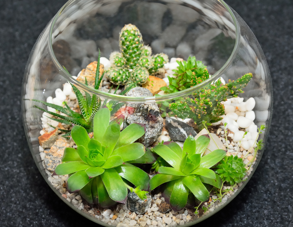 Randira Agro: මුදල් මවන ටෙරාරියම් (Art of Terrarium)