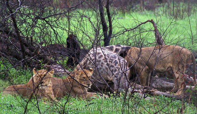 Coral Wild - A Safari Guides Diary: The Astonishing Giraffe