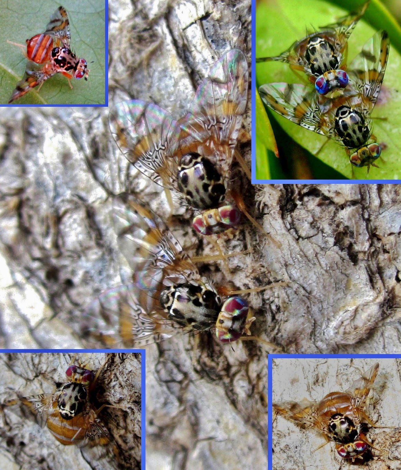 Biodiversity of Cyprus by NGO Protection of the Natural Heritage and ...