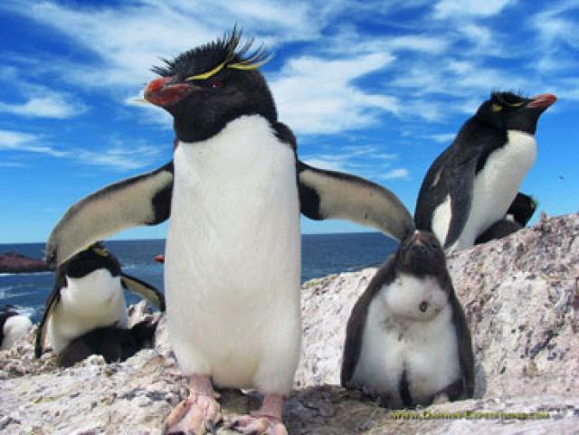 EL CIBER MUNDO DE GELOIS: PINGUINOS