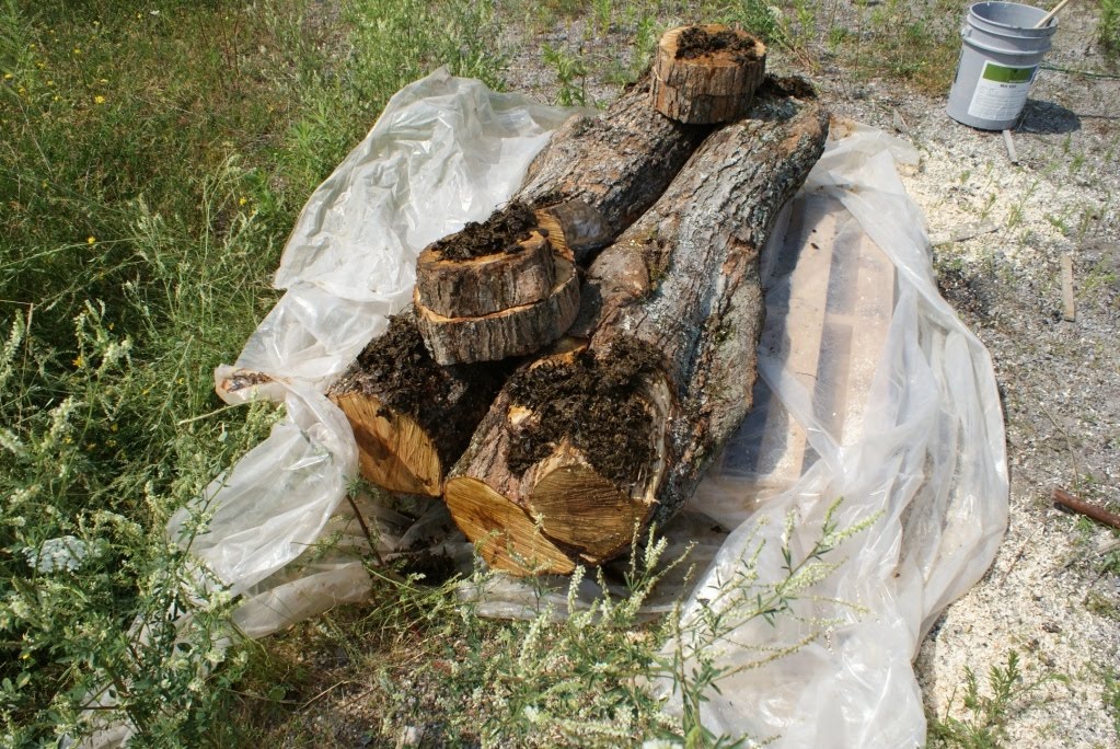 Musings of a Furniture Maker: Spalting Maple - The Horse Poo Experiment