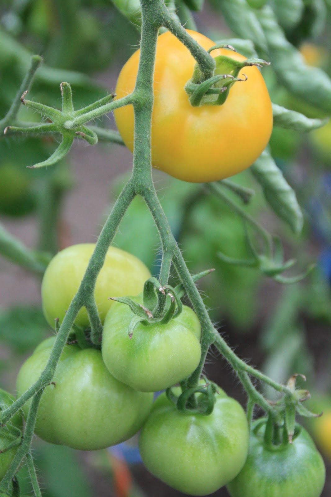 Yellow Tomatoes Varieties
