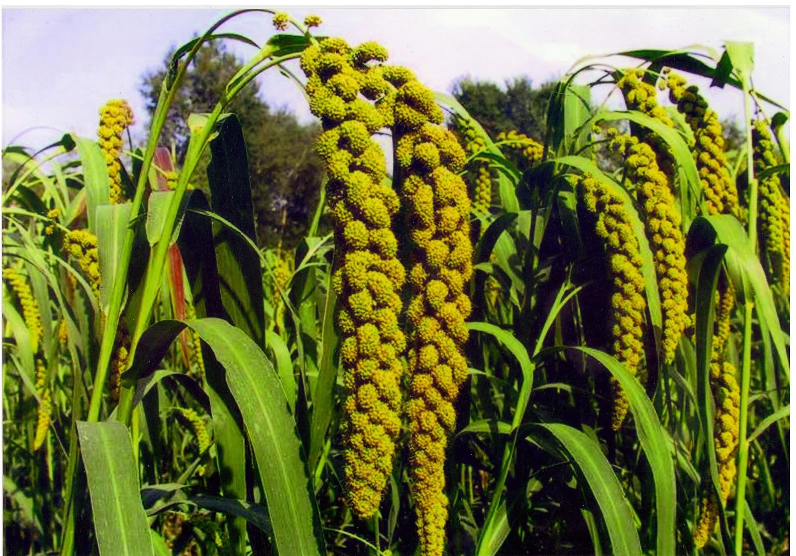 "NLung Nnan Sha Poi" Byin Wa Ai Labau - Kachin Channel