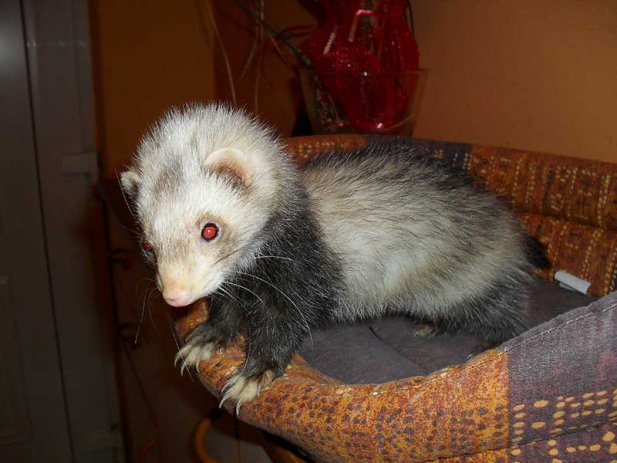 AFRIČKI TVOR,mala ljupka životinjica će Vas usrećiti,ako je usrećite.