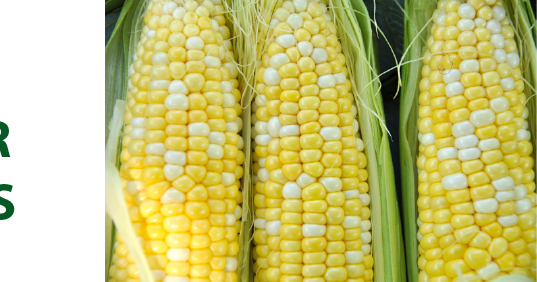 TOUT SAVOIR SUR LE MAÏS ~ ASTUCES AGRICULTURE