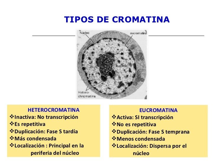 EL BLOG DE 4º ESO DE BIOLOGÍA Y GEOLOGÍA: CROMATINA, CROMOSOMA Y CROMÁTIDAS