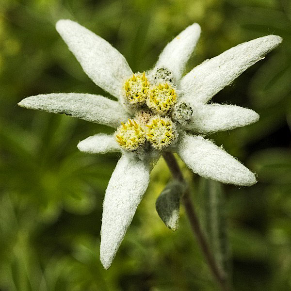 Blog do Flávio Colares: Edelweiss