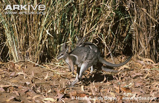 para subir fotos: canguro rabipelado