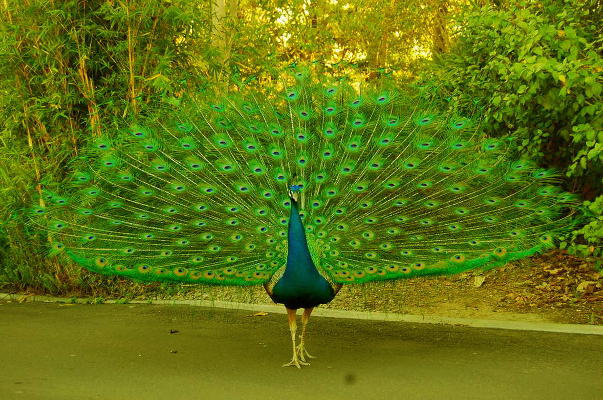 Interesting Wallpapers: Exotic Bird : Peacock or "Burung Merak"