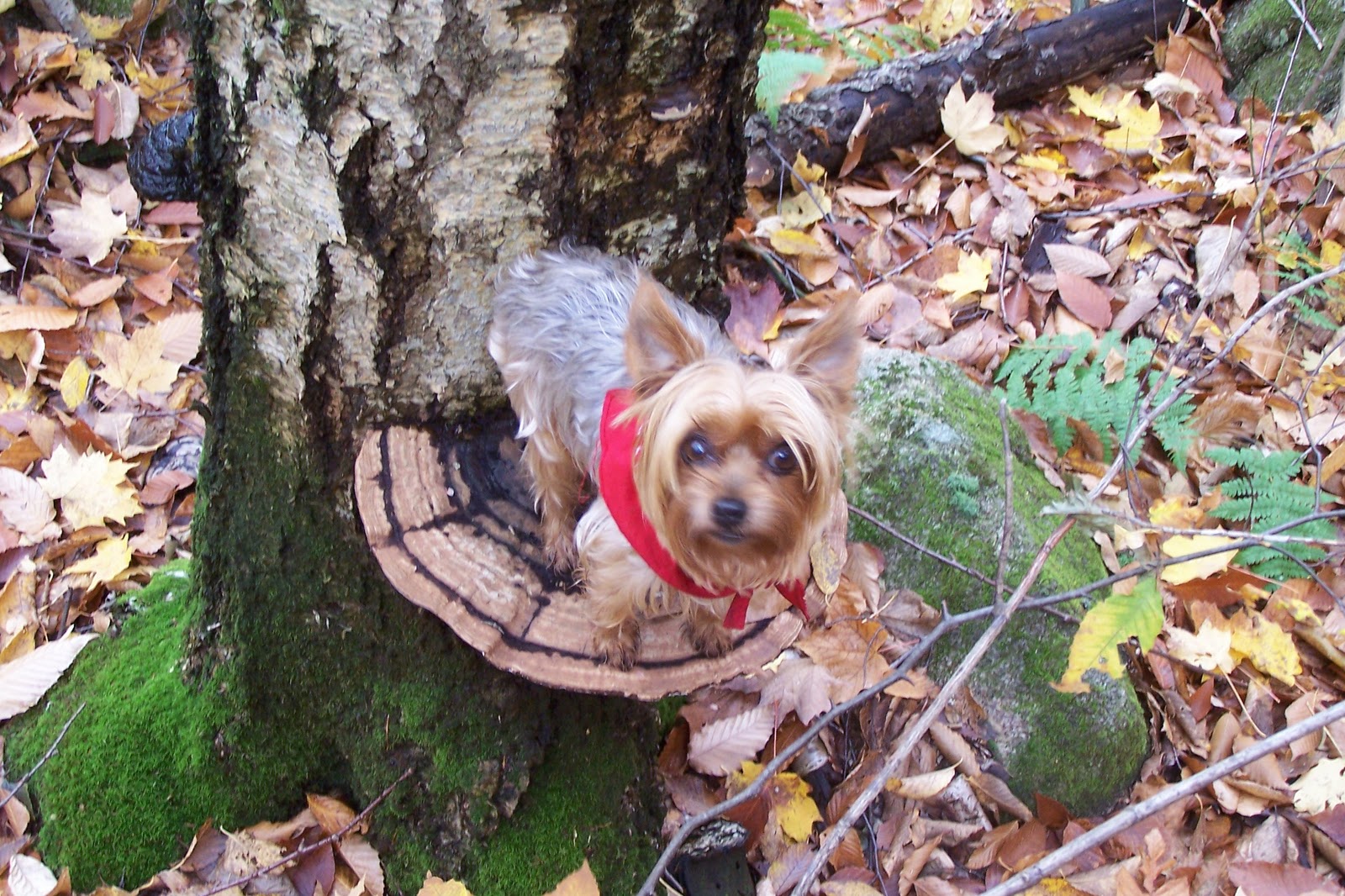 Moxie's Great Adventures: Arethusa Falls,Frankenstein cliffs and ...